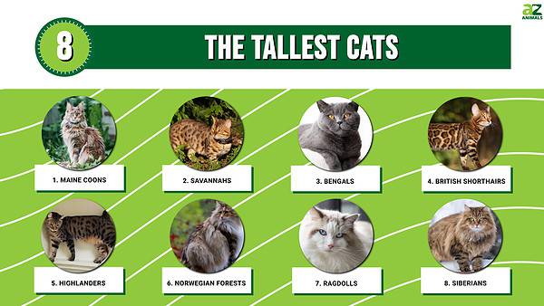 Top 8 Tallest Cats - A-Z Animals