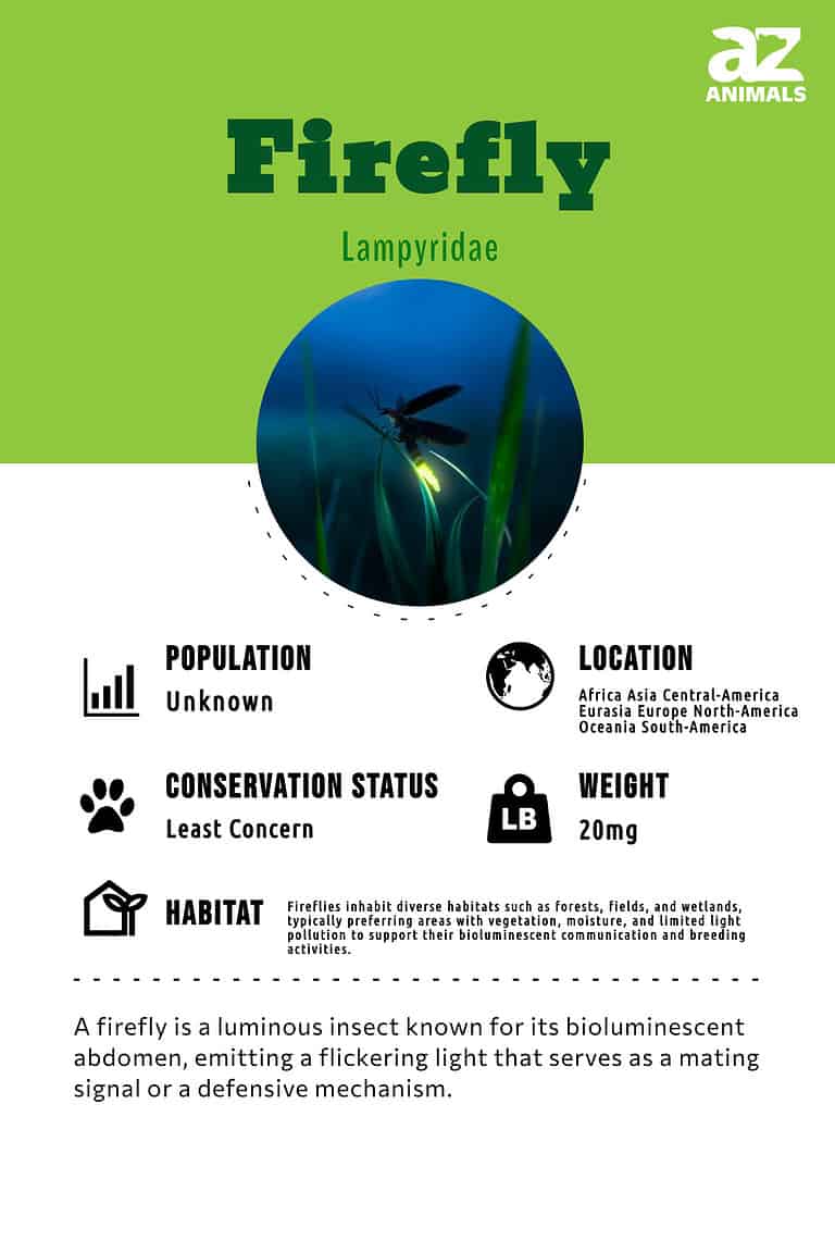 Firefly Insect Facts - Lampyridae - A-Z Animals