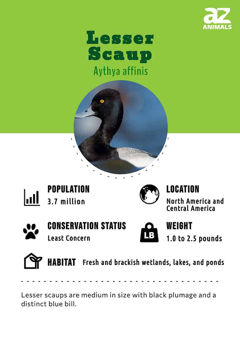 Lesser Scaup Bird Facts - Aythya affinis - A-Z Animals
