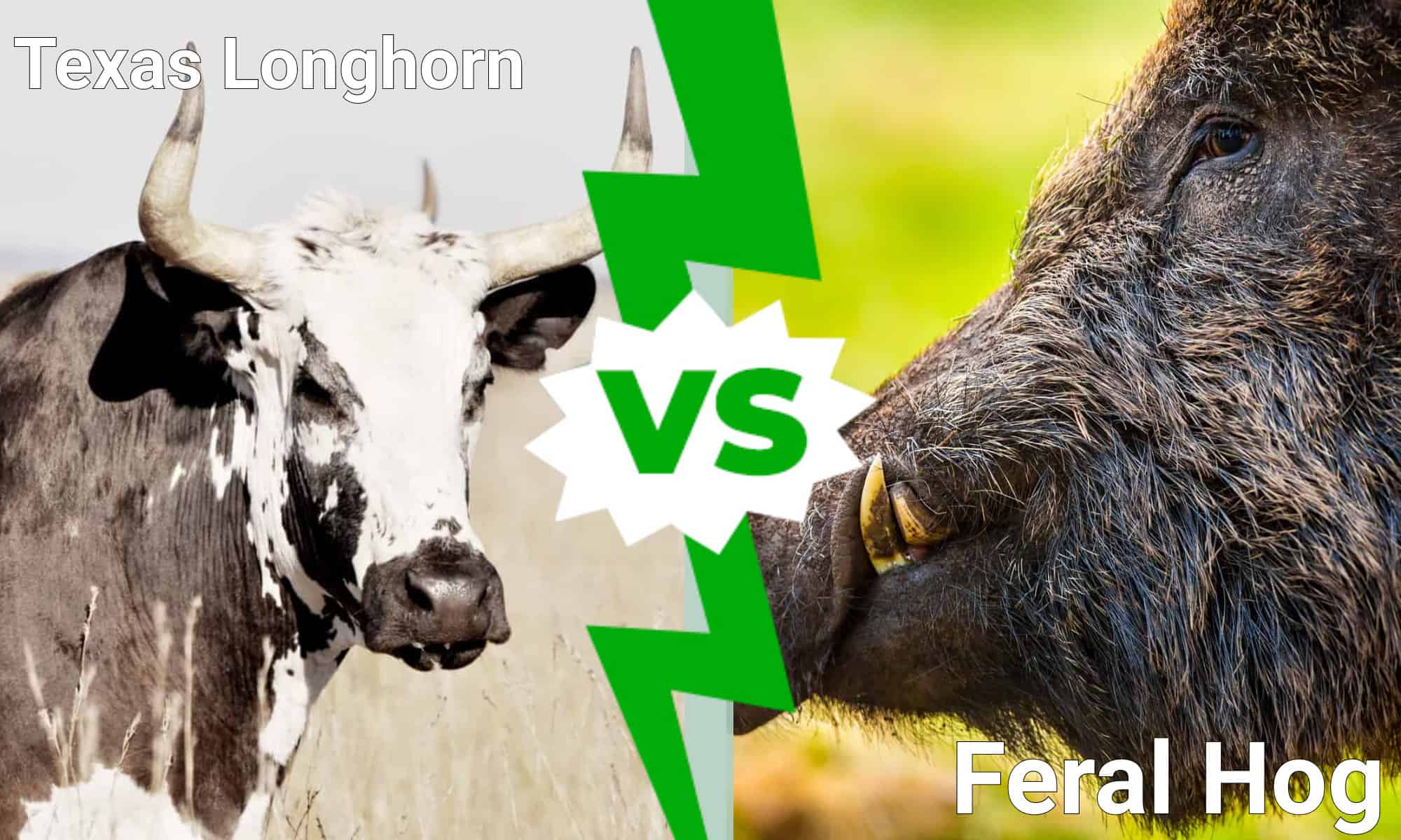 Texas Showdown: Who Emerges Victorious in a Longhorn vs. Feral Hog ...