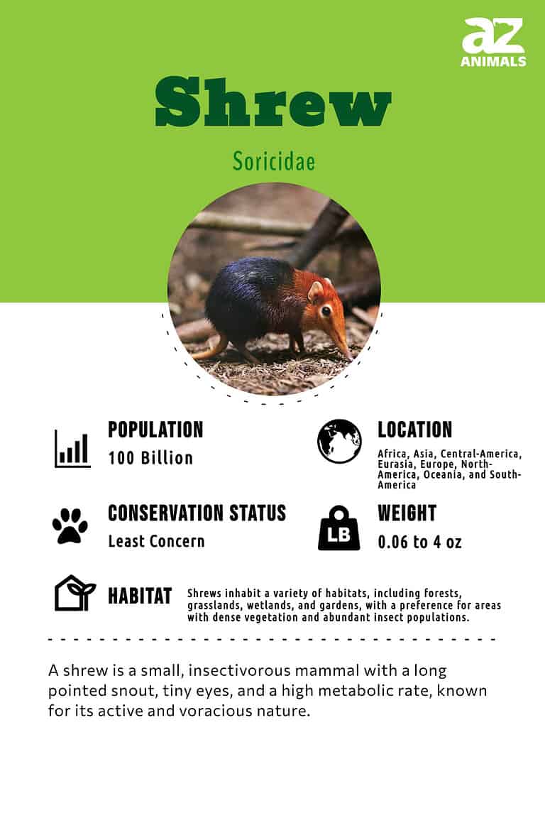 Shrew Animal Facts - A-Z Animals
