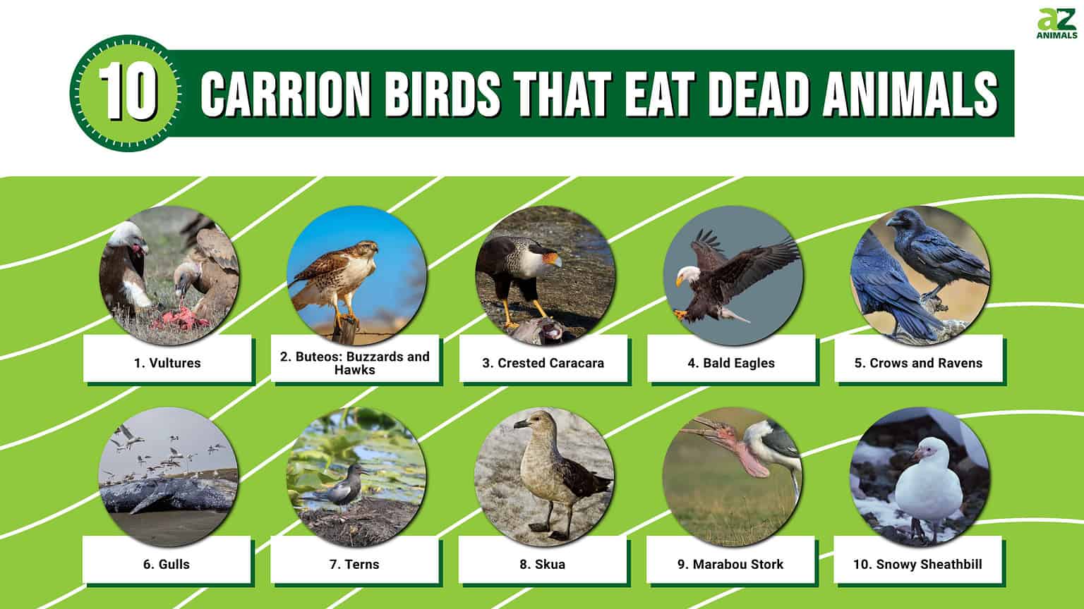 Discover the Top 10 Carrion-Eating Birds and Their Unique Feeding ...
