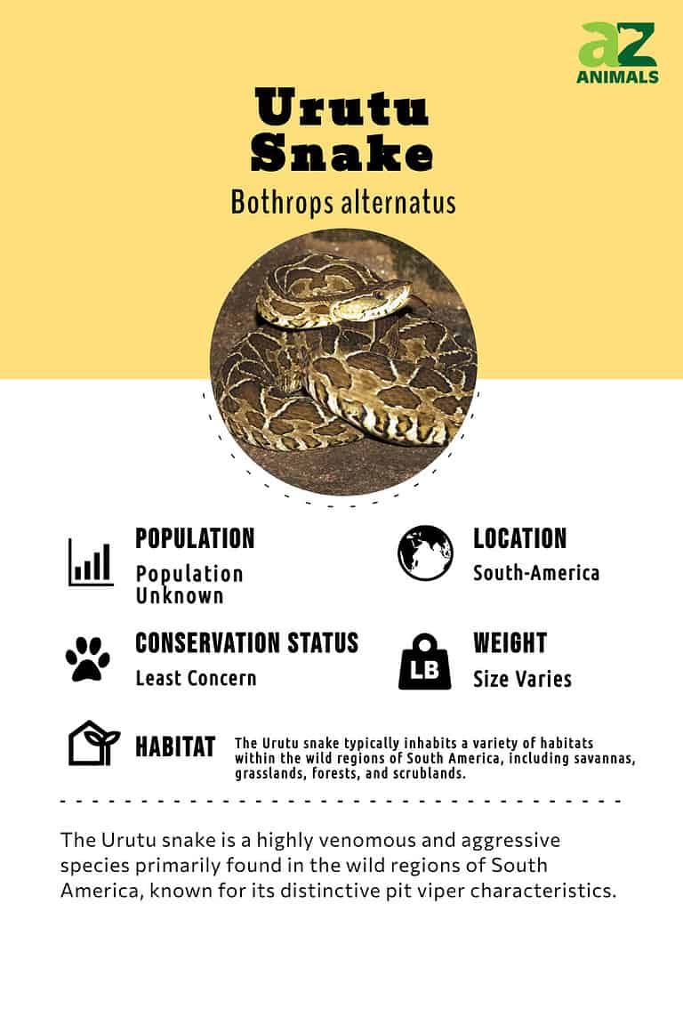 Urutu Snake Animal Facts - Bothrops alternatus - A-Z Animals