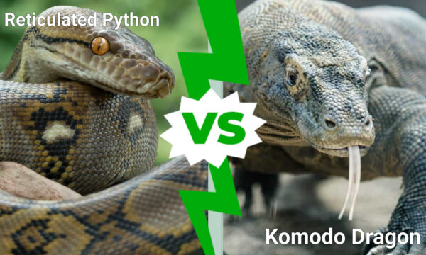 Reticulated Python vs. Komodo Dragon: Which Powerful Animal Would Win a ...