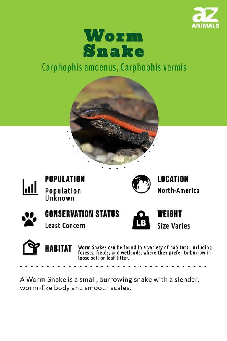 Worm Snake Animal Facts - Carphophis amoenus, Carphophis vermis - A-Z ...