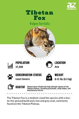 Tibetan Fox Animal Facts - Vulpes ferrilata - A-Z Animals