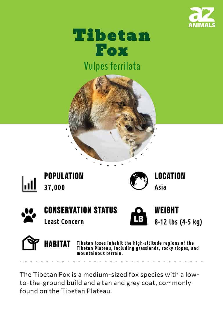 Tibetan Fox Animal Facts - Vulpes ferrilata - A-Z Animals