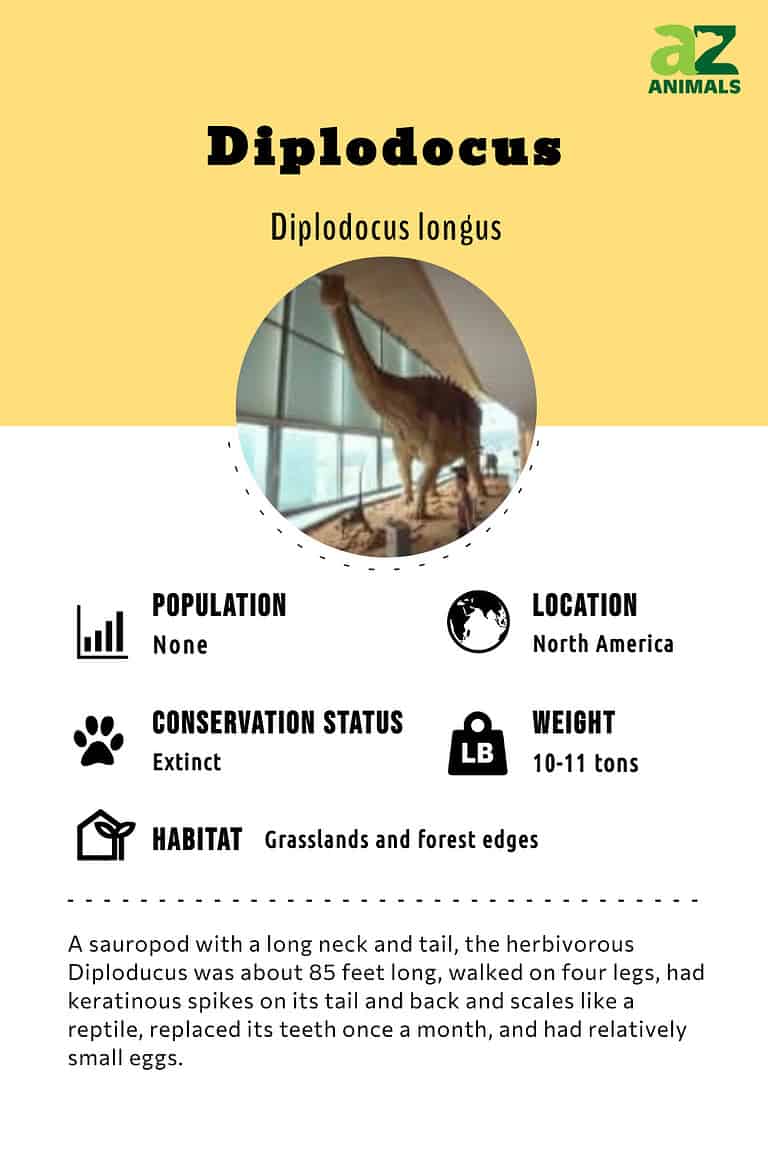 Diplodocus Animal Facts - Diplodocus - A-Z Animals