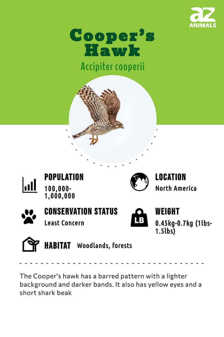 Cooper’s Hawk Bird Facts - Accipiter cooperii - A-Z Animals