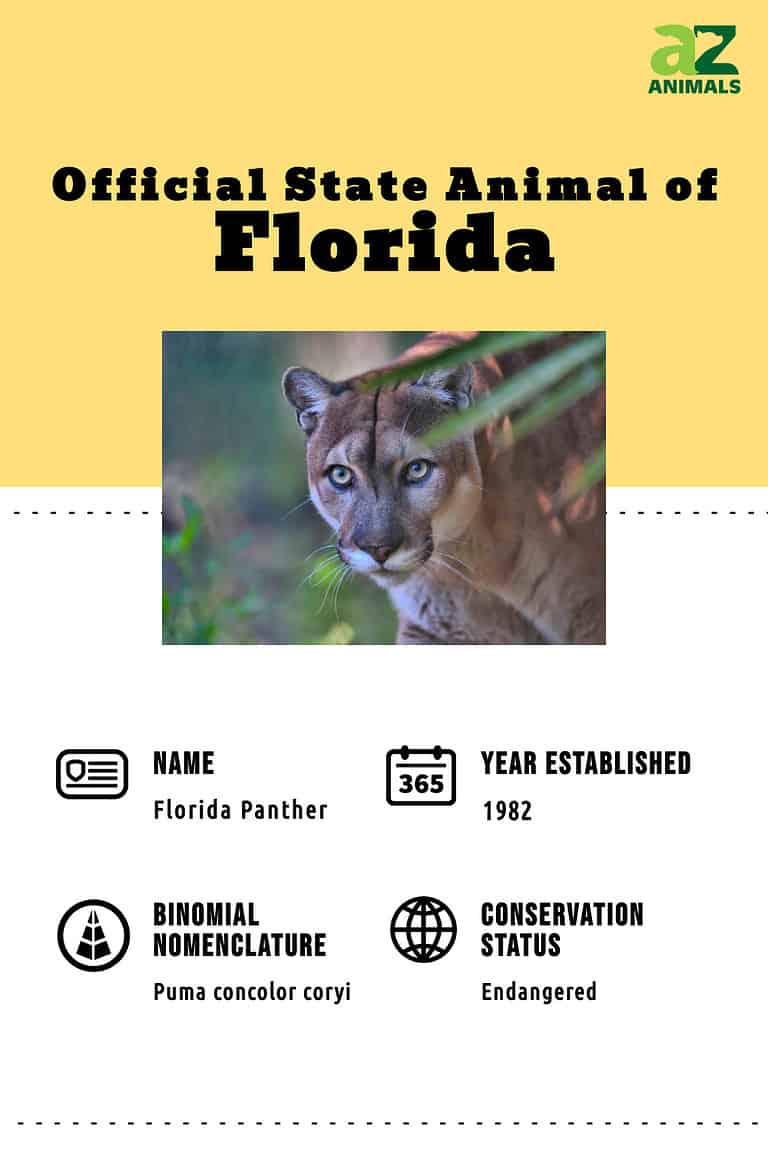 Discover How the Florida Panther Became the Official State Animal - A-Z ...