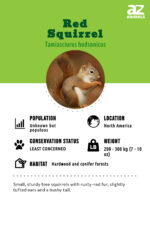 Red Squirrel Animal Facts - Sciurus vulgaris - A-Z Animals