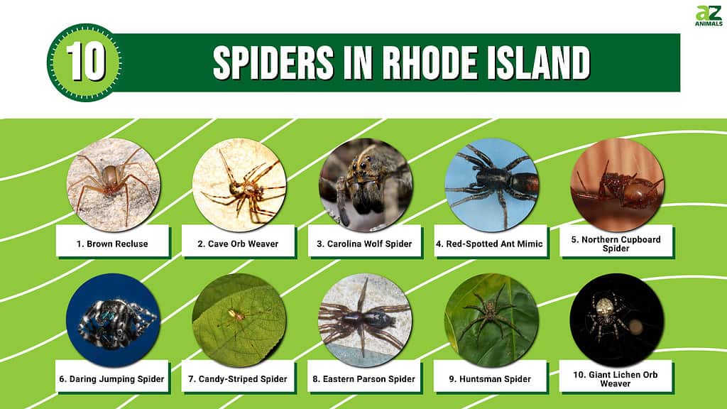 10 Spiders In Rhode Island - A-Z Animals