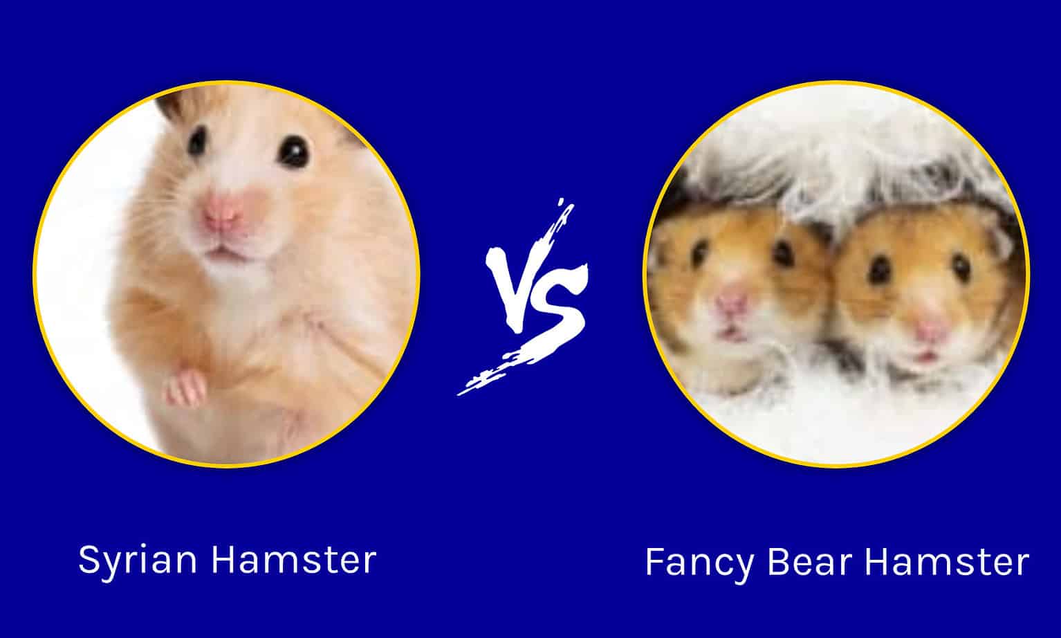Fancy Bear Hamster vs. Syrian Hamster: Is There a Difference? - A-Z Animals