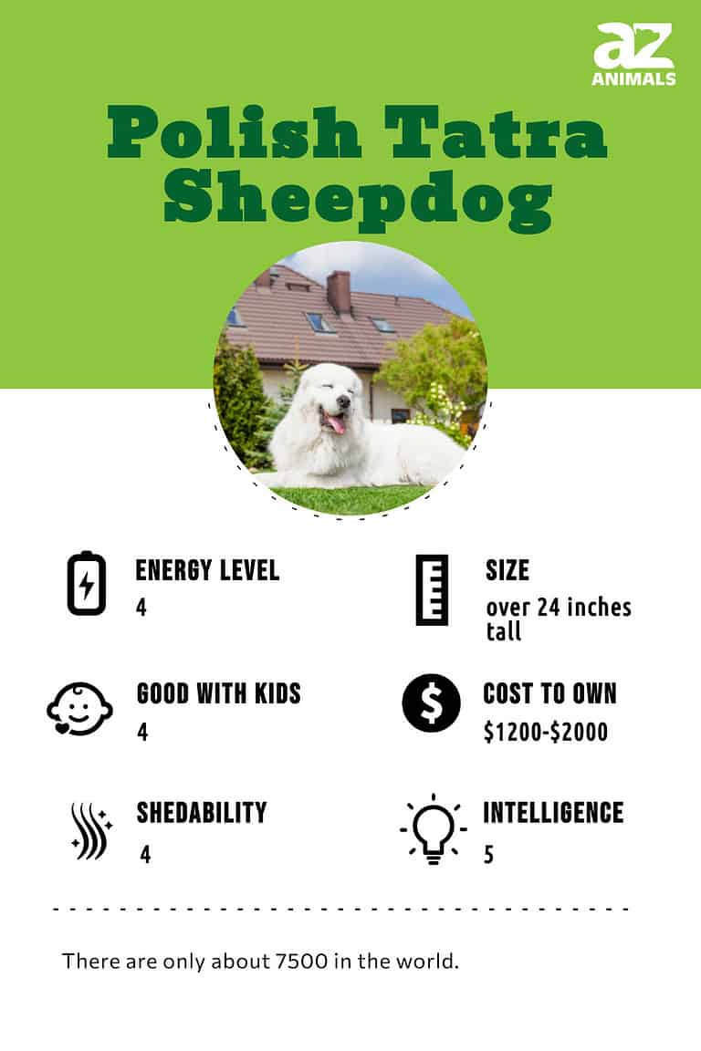 Polish Tatra Sheepdog Dog Breed Complete Guide - A-Z Animals