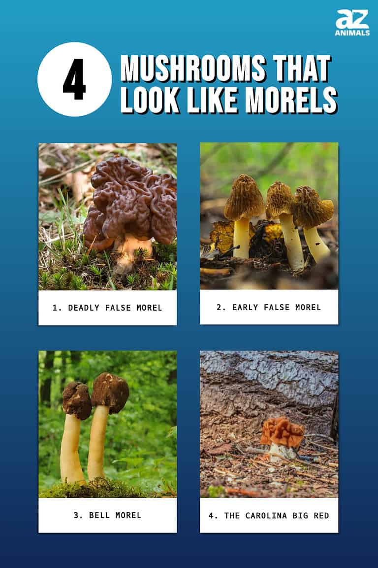 4 Mushrooms That Look Like Morels - A-Z Animals