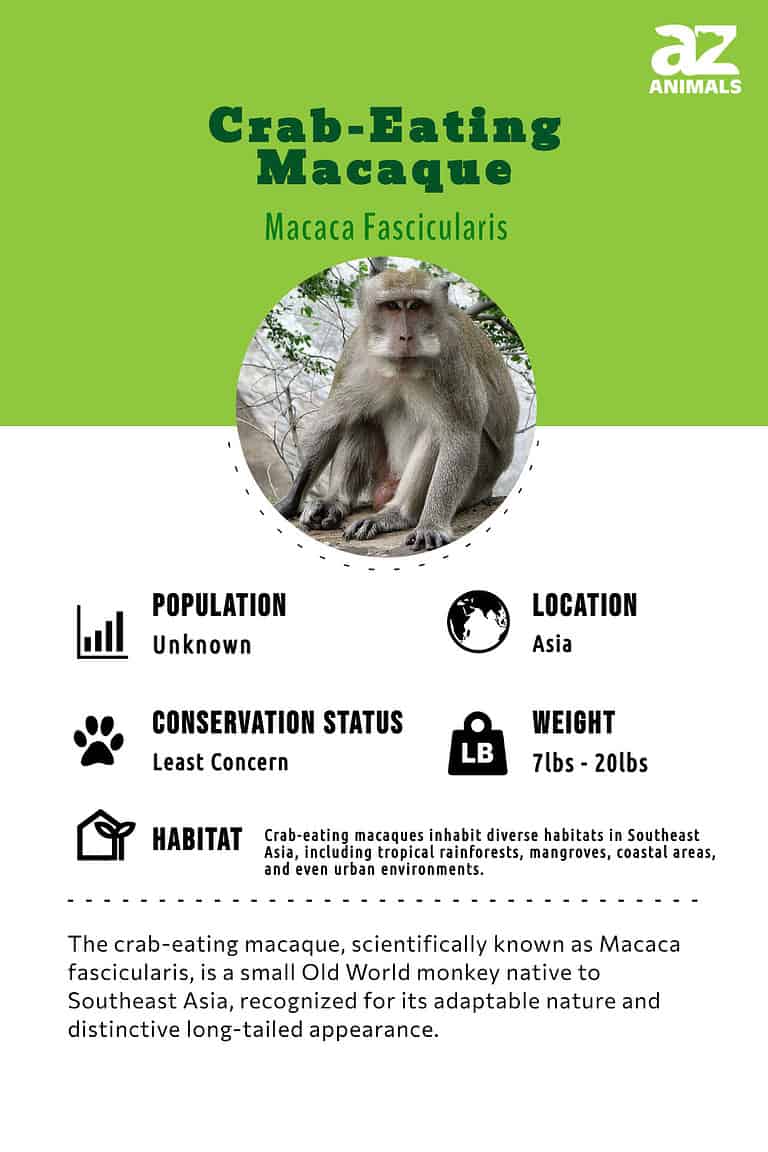 Crab-Eating Macaque Animal Facts - Macaca Fascicularis - A-Z Animals