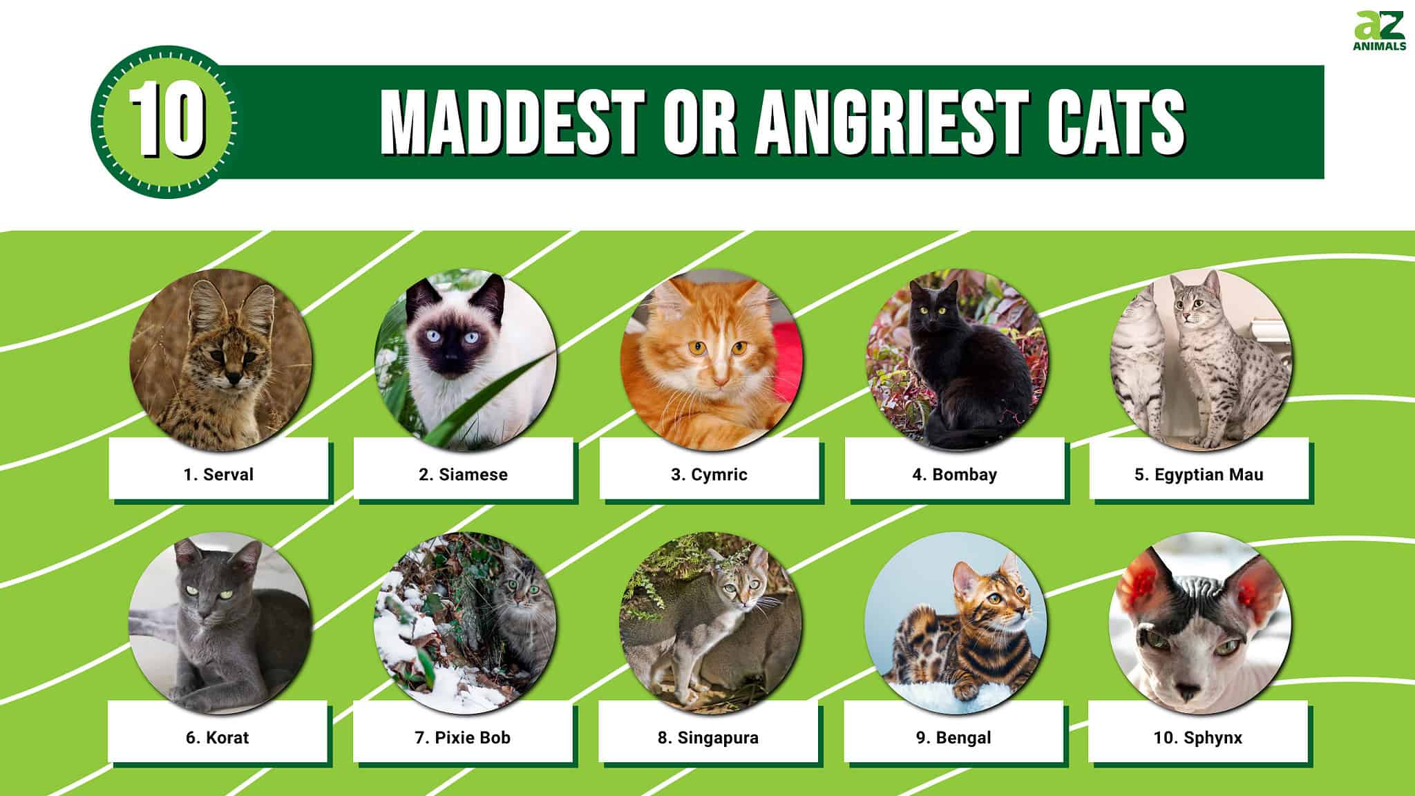 Top 10 Maddest Or Angriest Cats - A-Z Animals