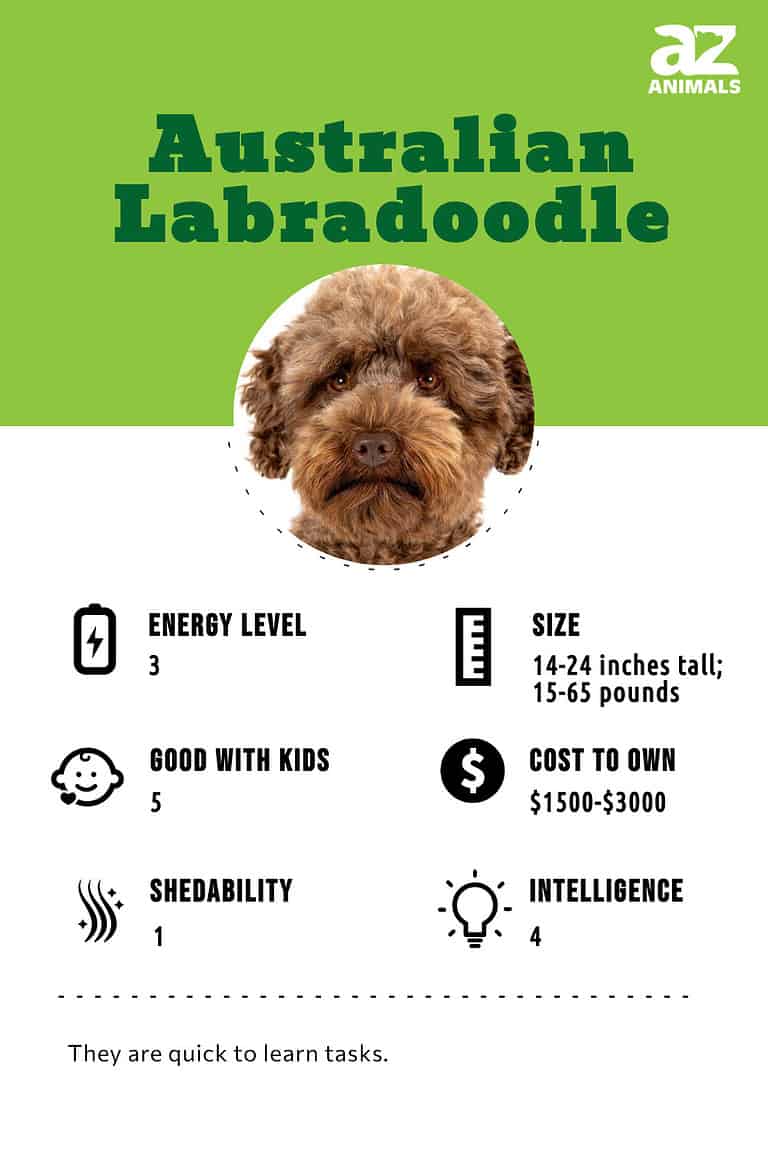 Australian Labradoodle Dog Breed Complete Guide - A-Z Animals