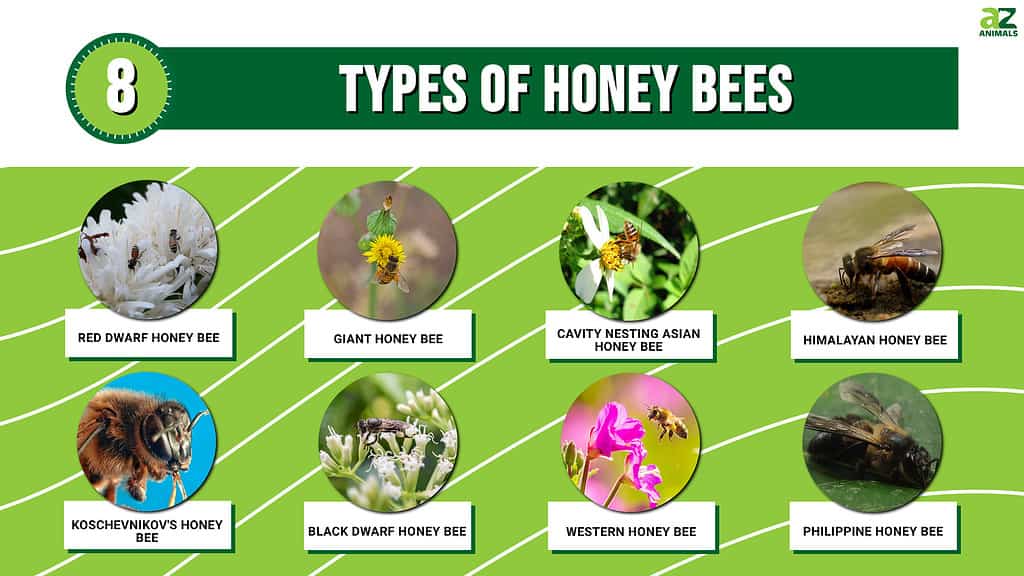 Types Of Bees