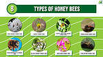 8 Types of Honey Bees and How to Identify Each - AZ Animals