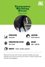 Tennessee Walking Horse Animal Facts - Equus ferus caballus - A-Z Animals