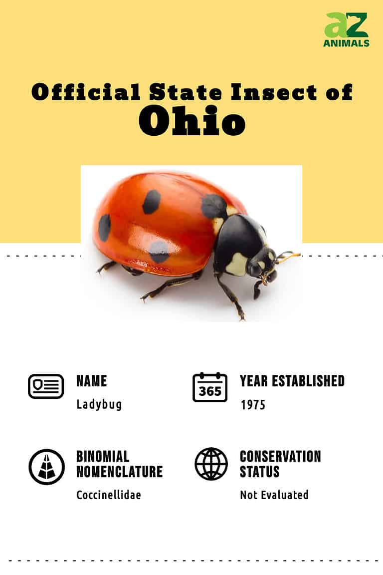 Discover the Official Ohio State Insect - A-Z Animals