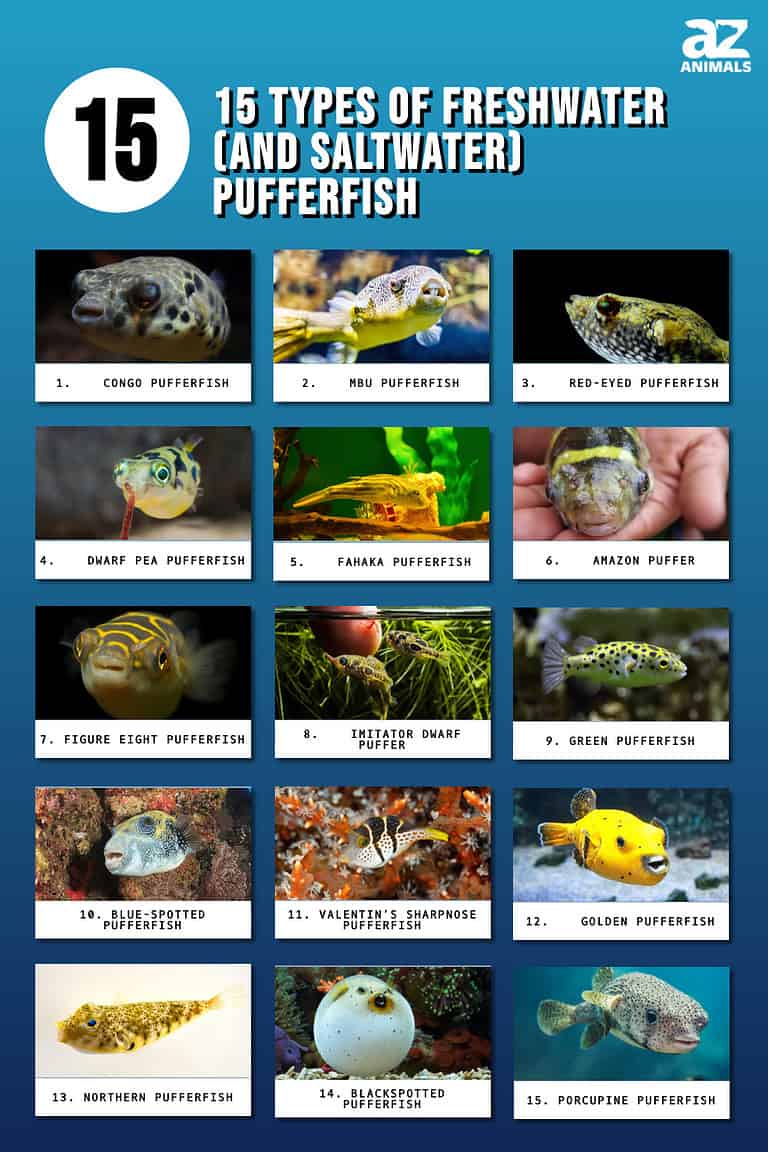 15 Types Of Freshwater (And Saltwater) Pufferfish - A-Z Animals