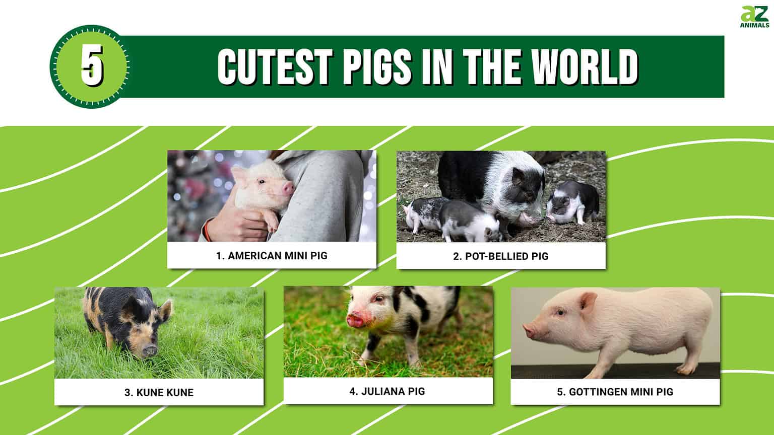 Meet The 5 Cutest Pigs In The World - A-Z Animals