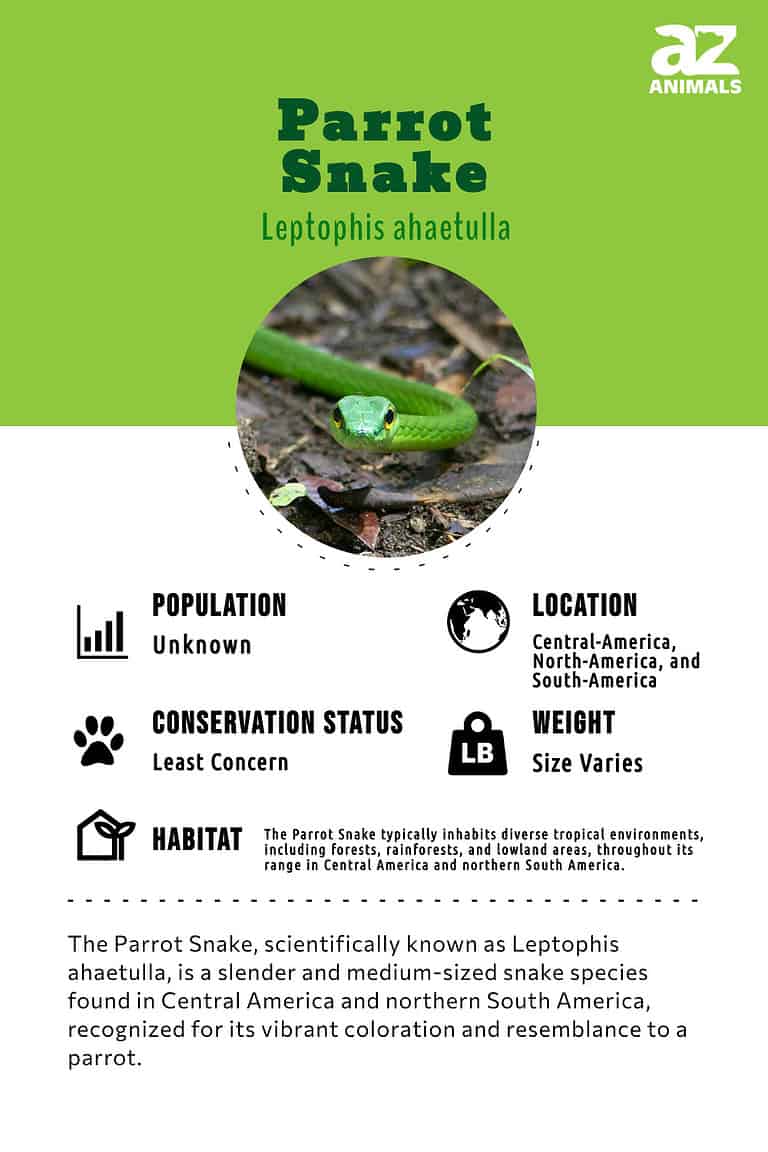 Parrot Snake Animal Facts - Leptophis ahaetulla - A-Z Animals