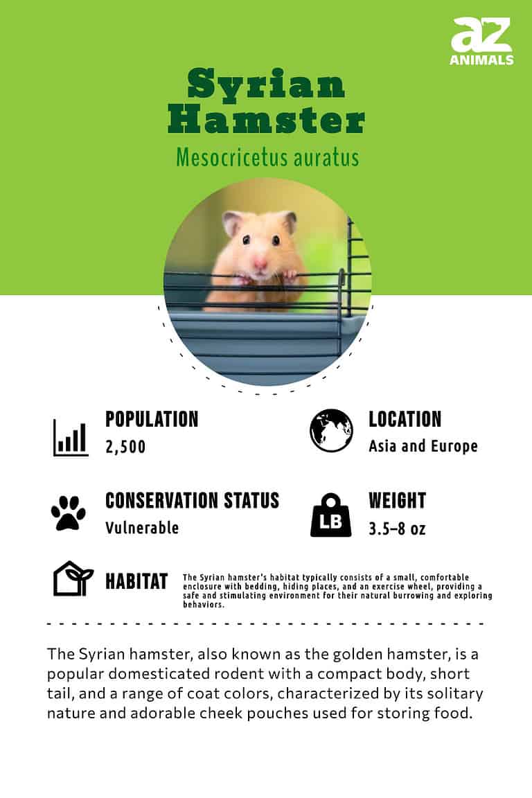 Syrian Hamster Animal Facts - Mesocricetus auratus - A-Z Animals