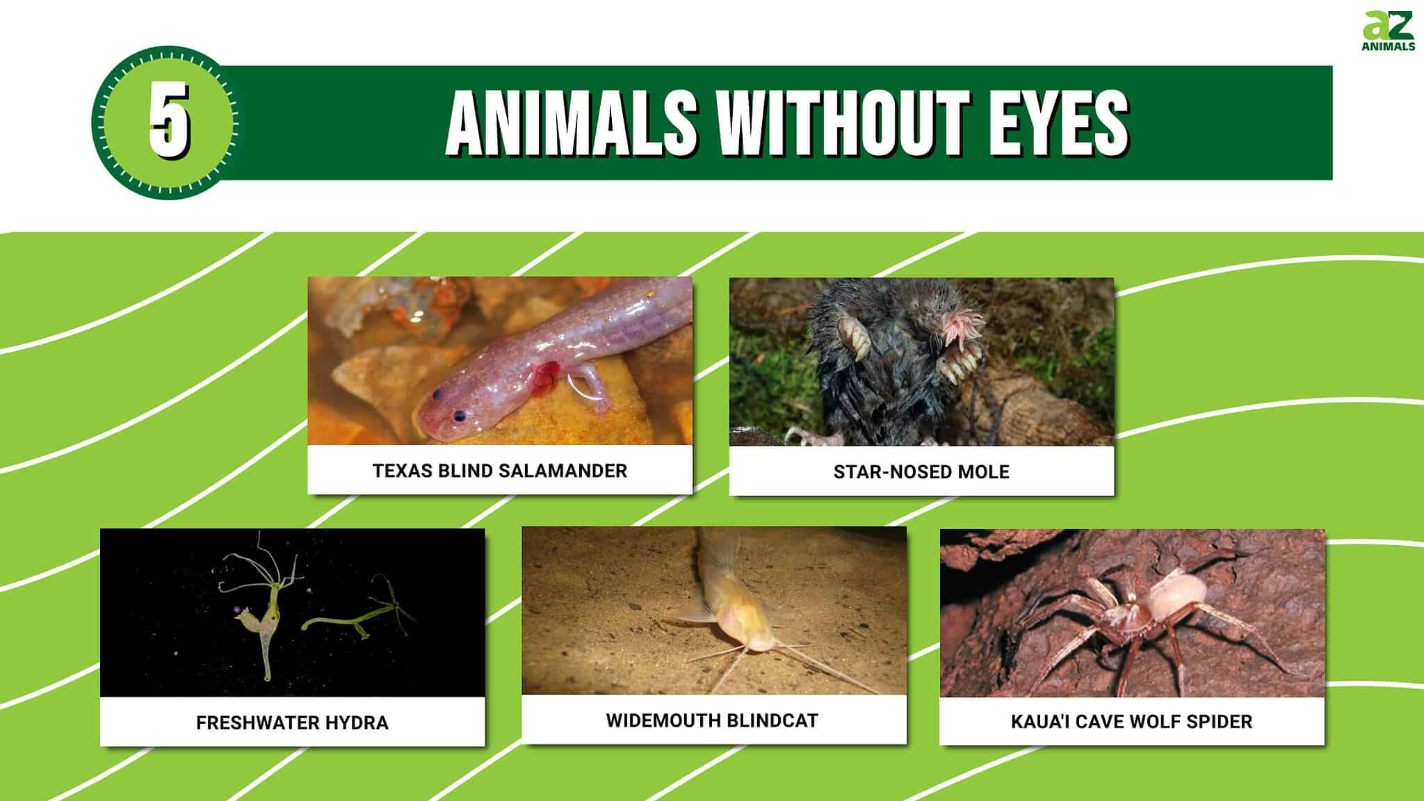 Blind but Brilliant: 5 Animals Without Eyes and Their Surprising Senses ...