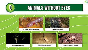 Blind but Brilliant: 5 Animals Without Eyes and Their Surprising Senses ...