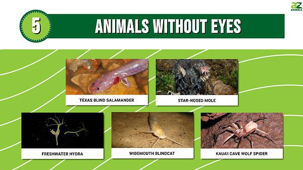 Blind but Brilliant: 5 Animals Without Eyes and Their Surprising Senses ...