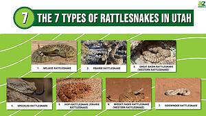 Discover the 7 Types of Rattlesnakes in Utah - A-Z Animals