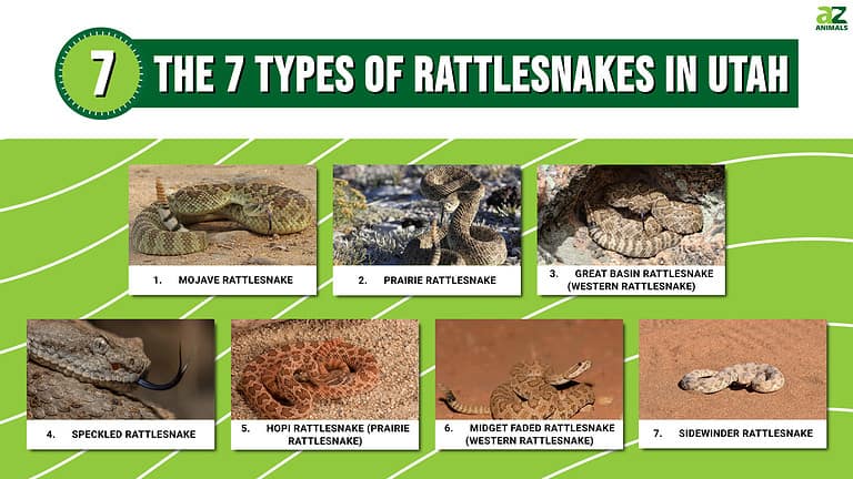Discover the 7 Types of Rattlesnakes in Utah - A-Z Animals