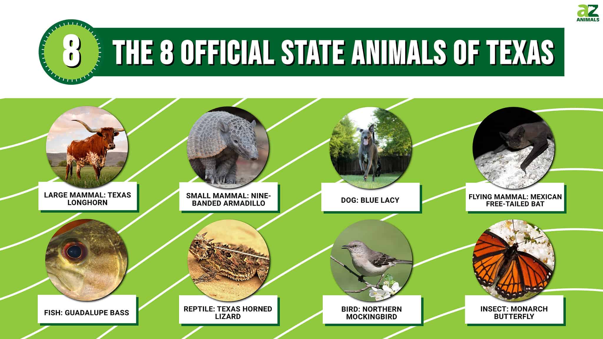Discover the 8 Official State Animals of Texas - A-Z Animals