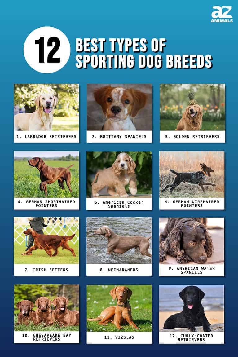 12 Best Types of Sporting Dog Breeds - A-Z Animals