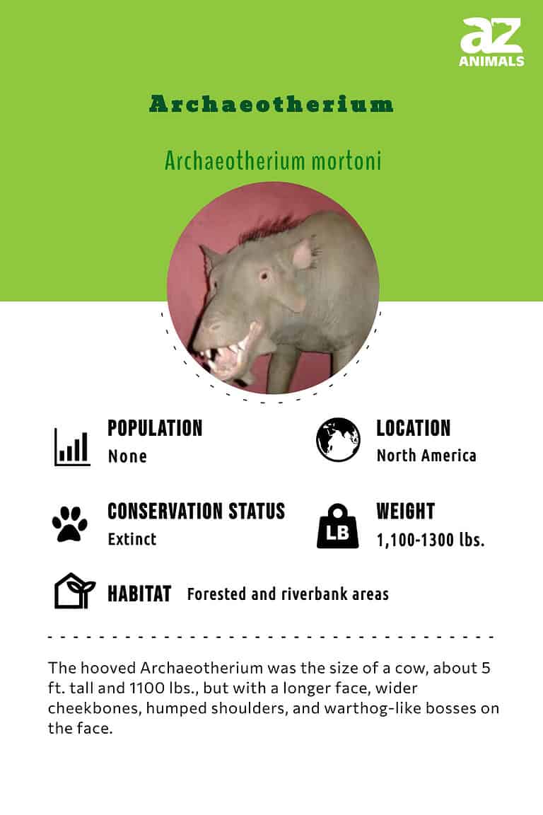 Archaeotherium Animal Facts - †Archaeotherium mortoni - A-Z Animals