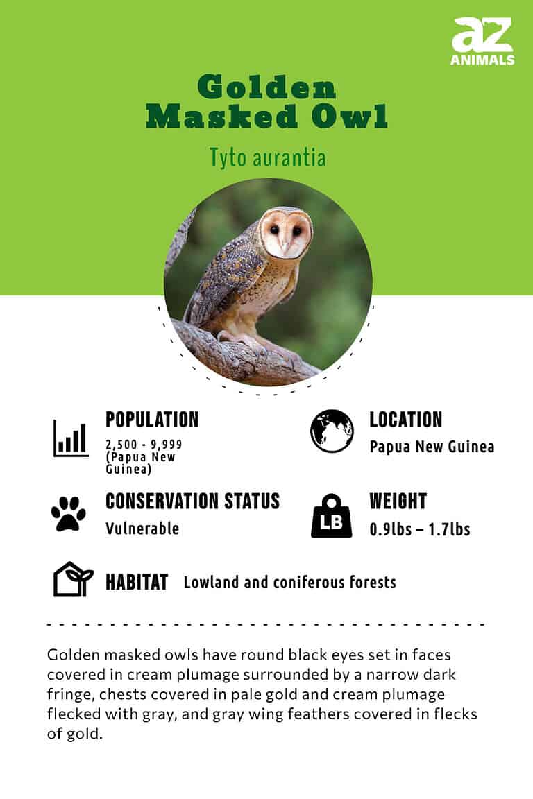 Golden Masked Owl Bird Facts - Tyto aurantia - A-Z Animals