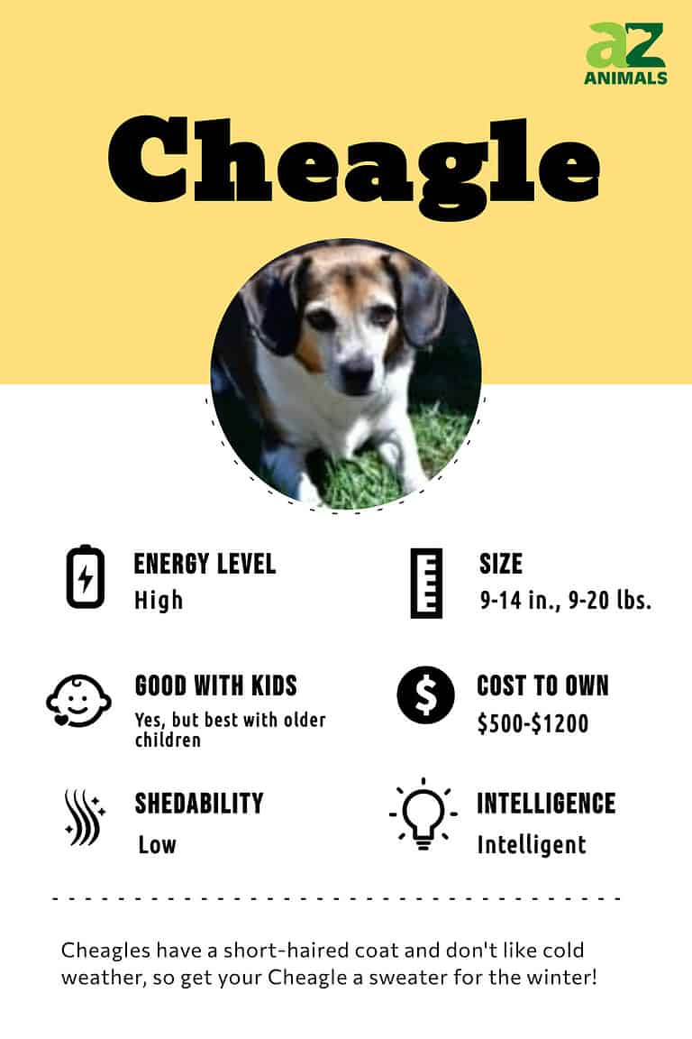 Cheagle Dog Breed Complete Guide - A-Z Animals