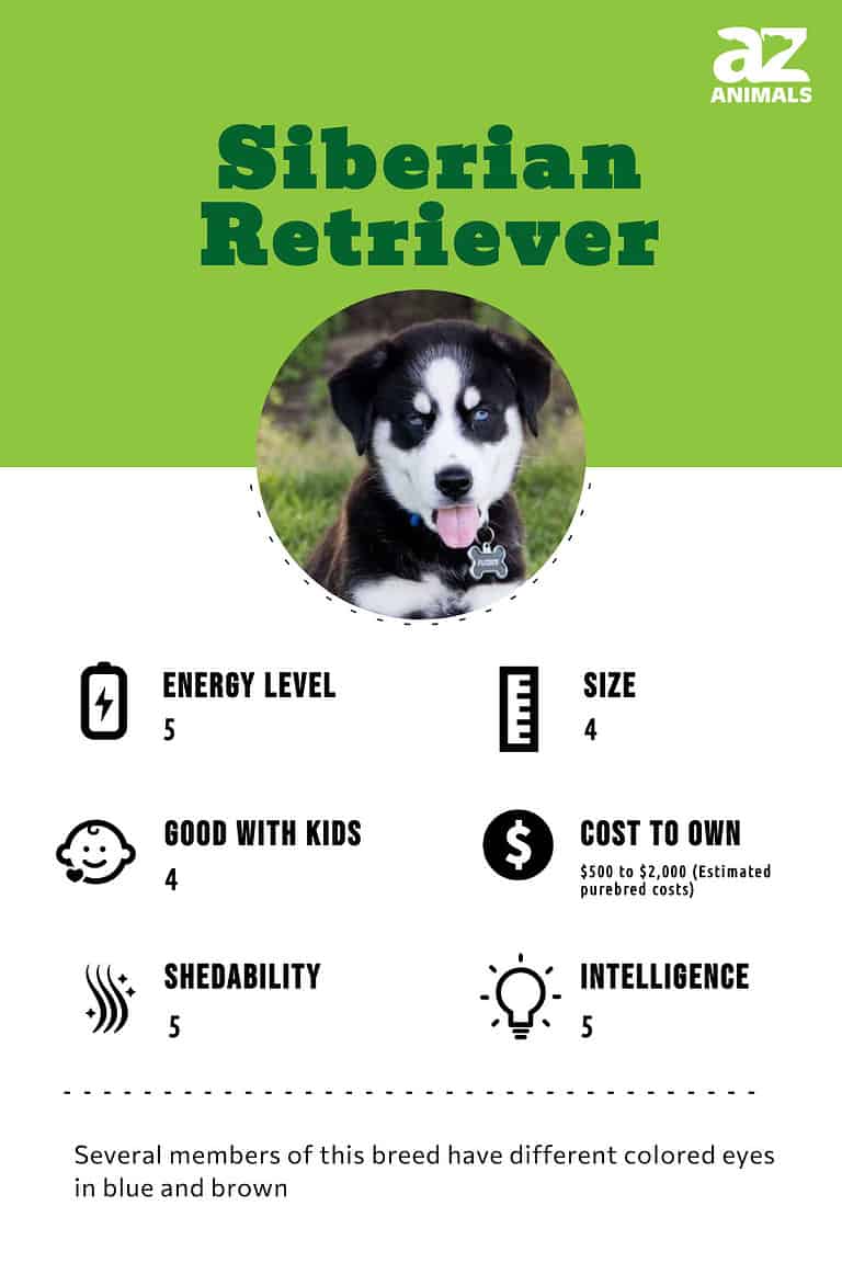 Siberian Retriever Animal Facts - A-Z Animals