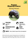 Pygmy Hippopotamus Animal Facts - Choeropsis liberiensis - A-Z Animals