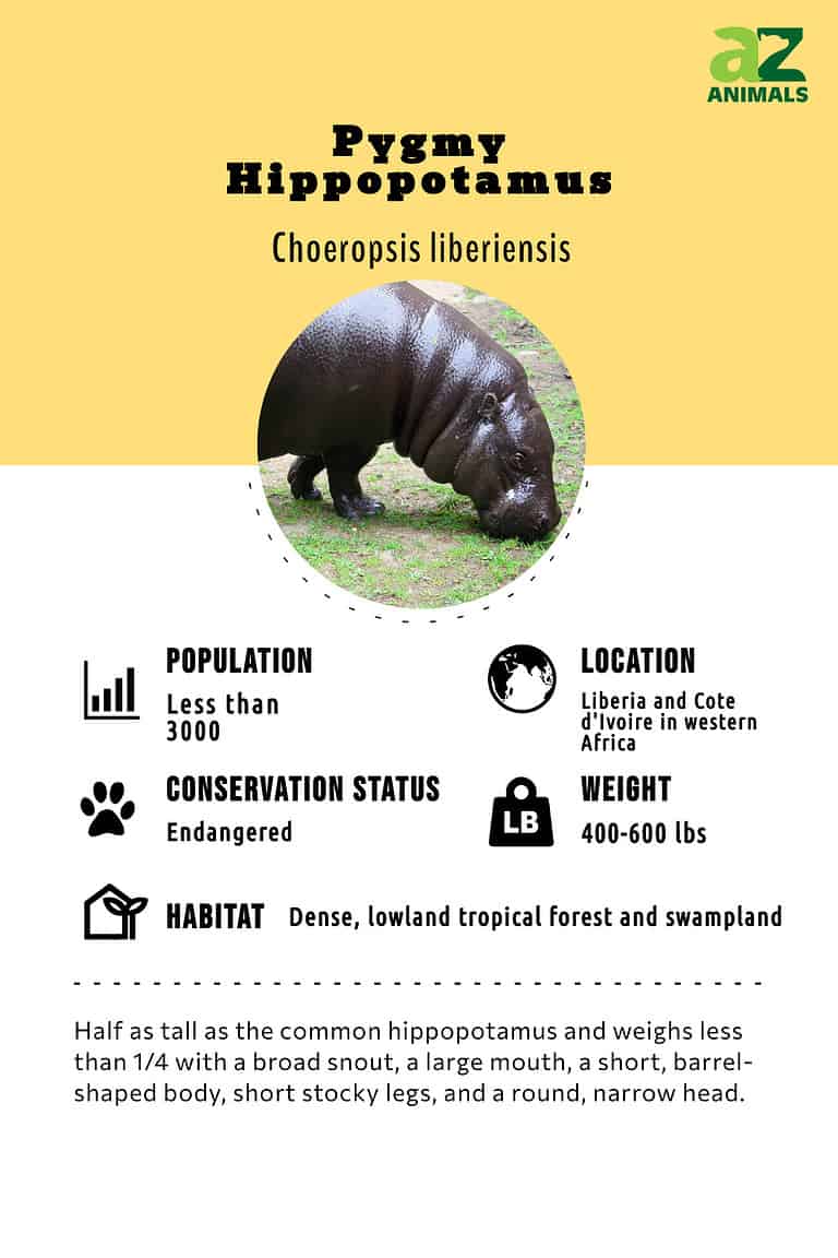 Pygmy Hippopotamus Animal Facts - Choeropsis liberiensis - A-Z Animals