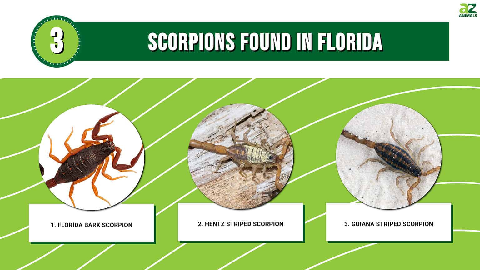 3 Scorpions Found in Florida (One Can Reach 4 Inches) - A-Z Animals