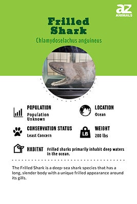 Frilled Shark Fish Facts - Chlamydoselachus anguineus - A-Z Animals