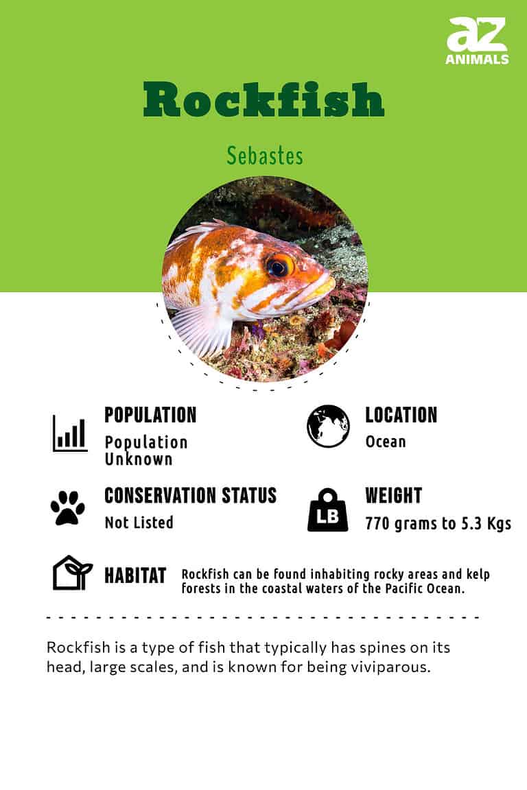 Rockfish Fish Facts - A-Z Animals