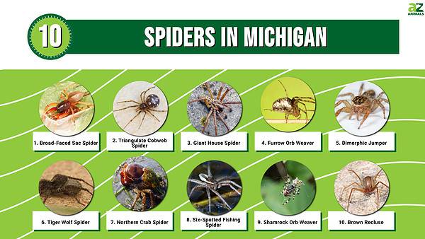 10 Spiders in Michigan - A-Z Animals