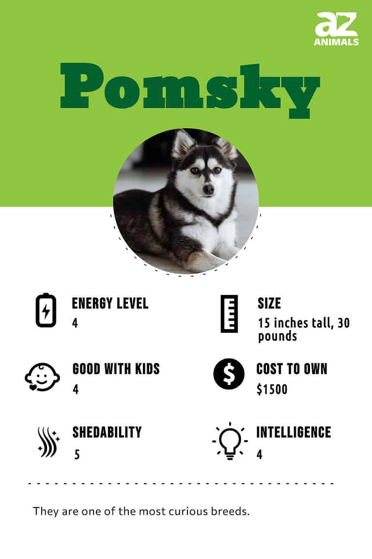 Pomsky Dog Breed Complete Guide - A-Z Animals
