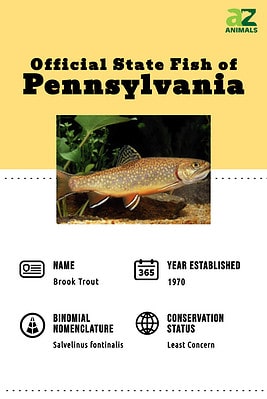Discover the Official State Fish of Pennsylvania (And Where You Can ...