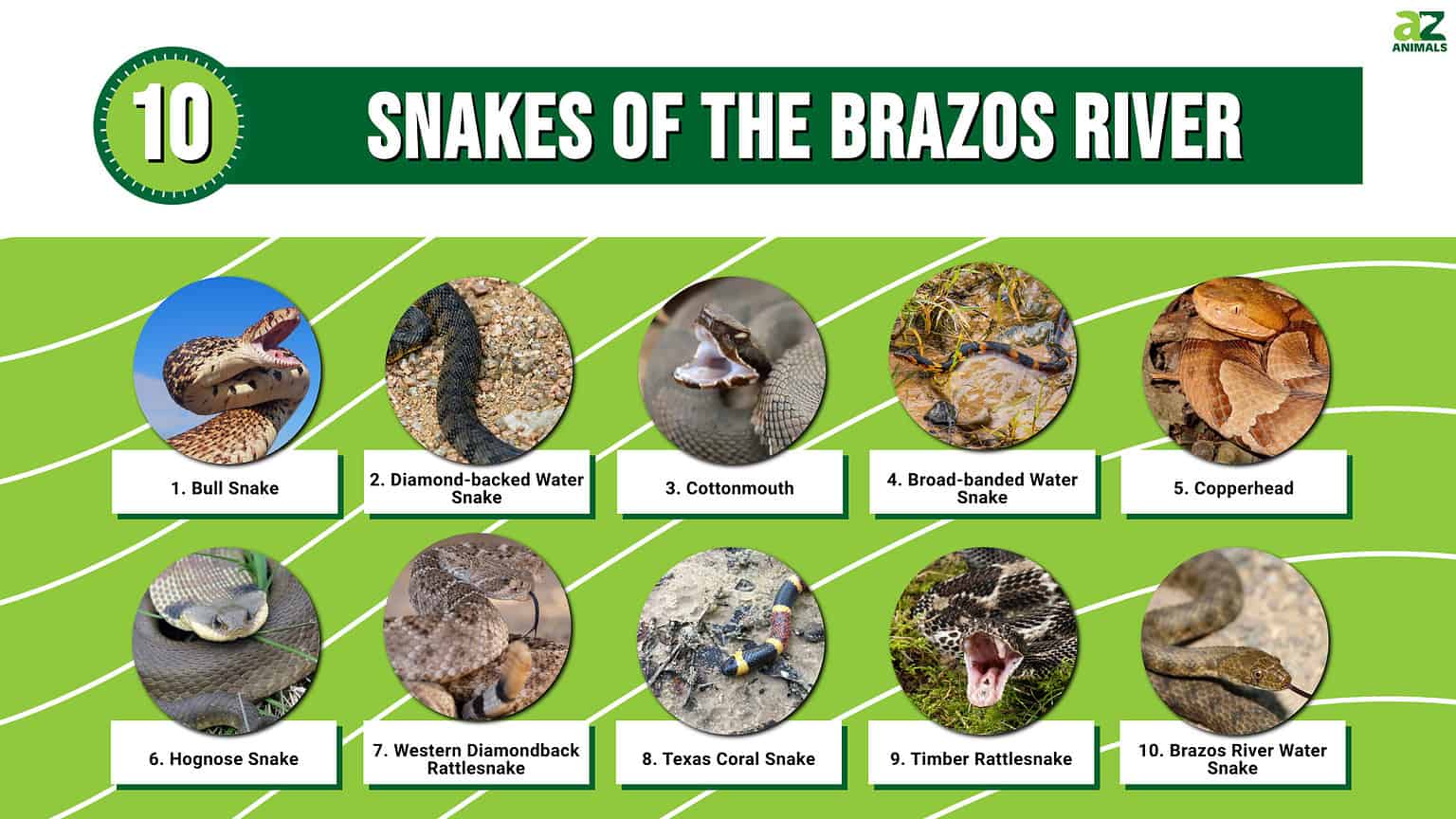 Meet 10 Snakes of the Brazos River - A-Z Animals